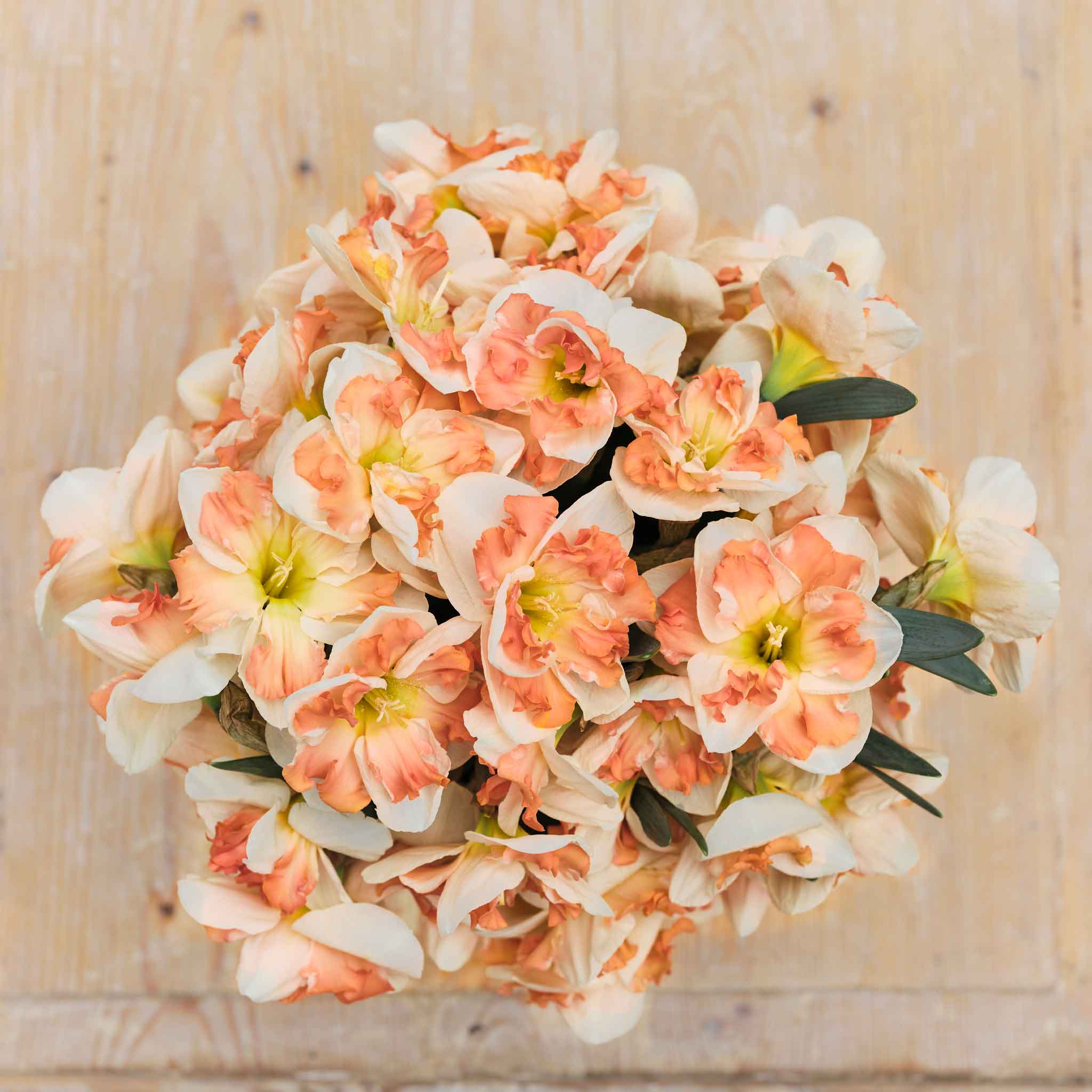 Daffodil Bulbs - Sunny Girlfriend | Fall Flower Bulbs | Eden Brothers