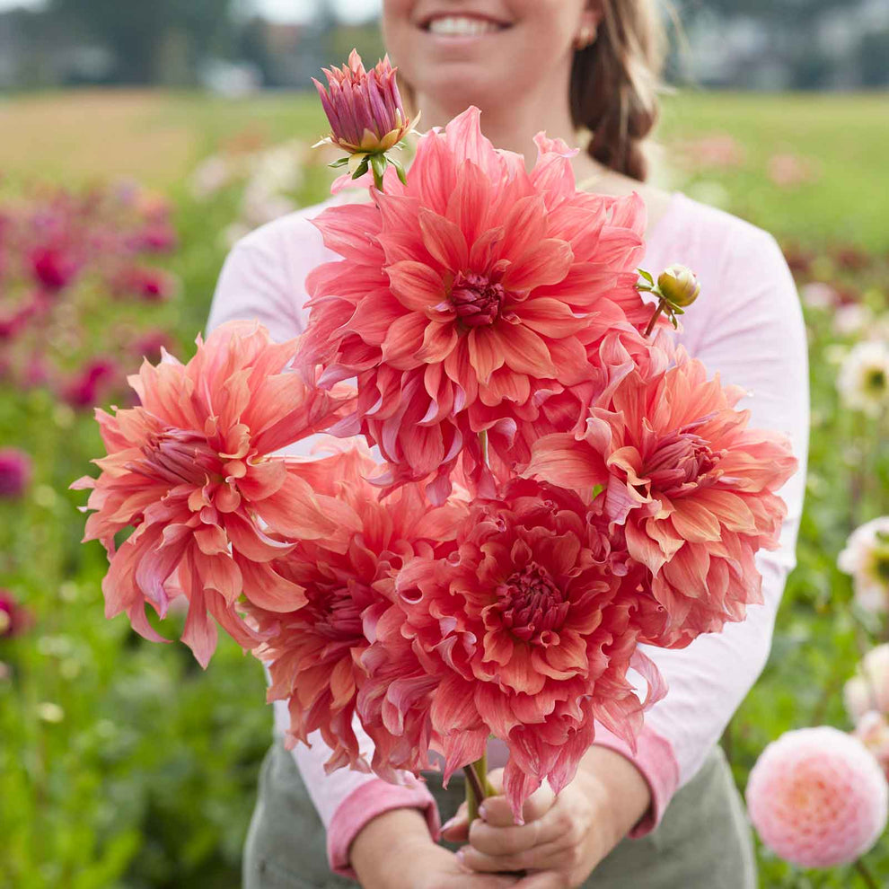 Dahlia Bulbs (Dinnerplate) - Belle of Barmera | Dahlia Tubers | Eden Brothers