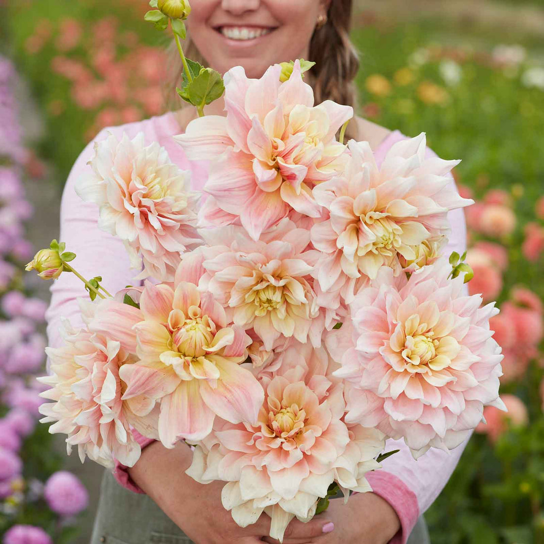 Dahlia Tubers (Dinnerplate) - Break Out | Dahlia Bulbs | Eden Brothers