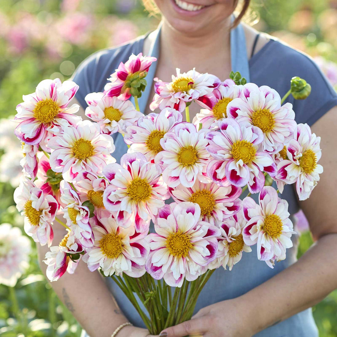 Dahlia Tubers (Collarette) - Bumble Rumble | Spring Flower Bulbs | Eden ...