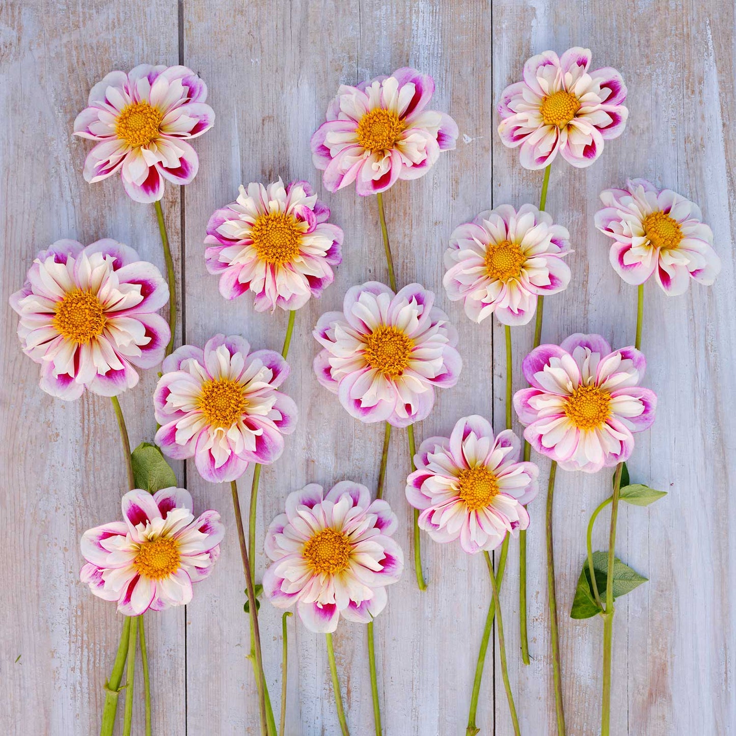 Dahlia Tubers (Collarette) - Bumble Rumble | Spring Flower Bulbs | Eden ...