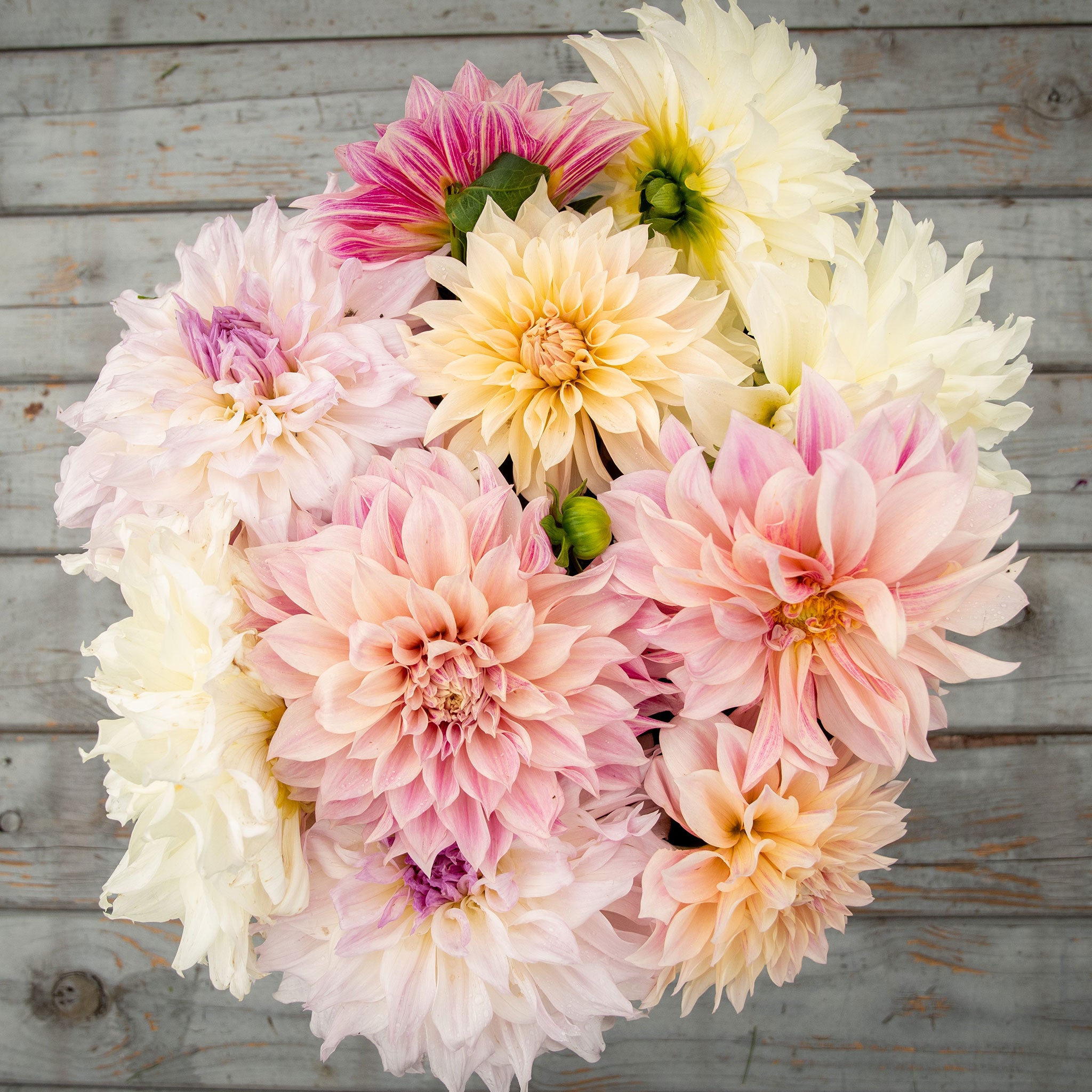 Dahlia Tubers (Dinnerplate) - Celestial Mix | Dahlia Bulbs | Eden Brothers