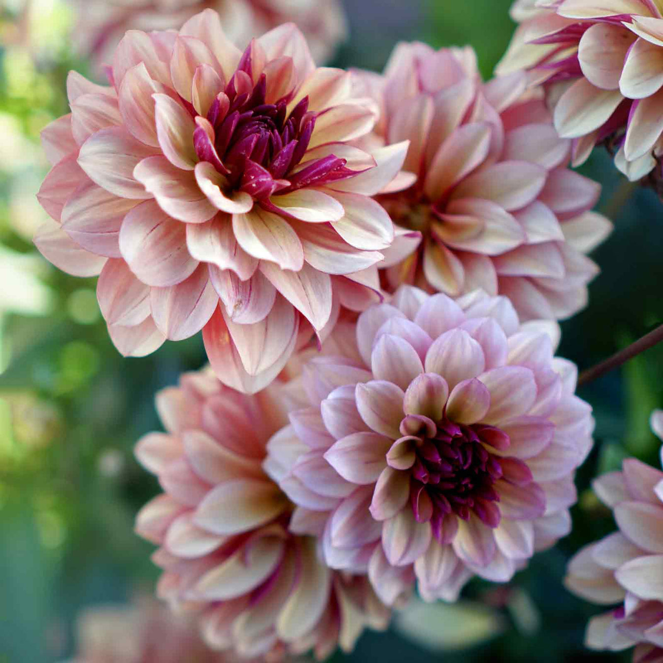 Dahlia Bulb - Creme de Cognac | Dahlia Tubers | Eden Brothers