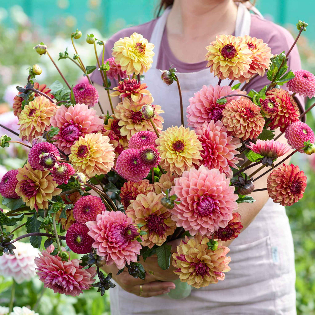 Dahlia Tubers - Earthy Shades Mix | Dahlia Bulbs | Eden Brothers
