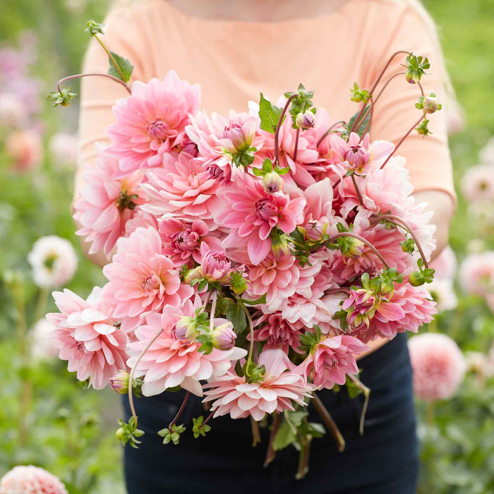 Dahlia Bulb (Decorative) - Gerrie Hoek | Dahlia Tubers | Eden Brothers