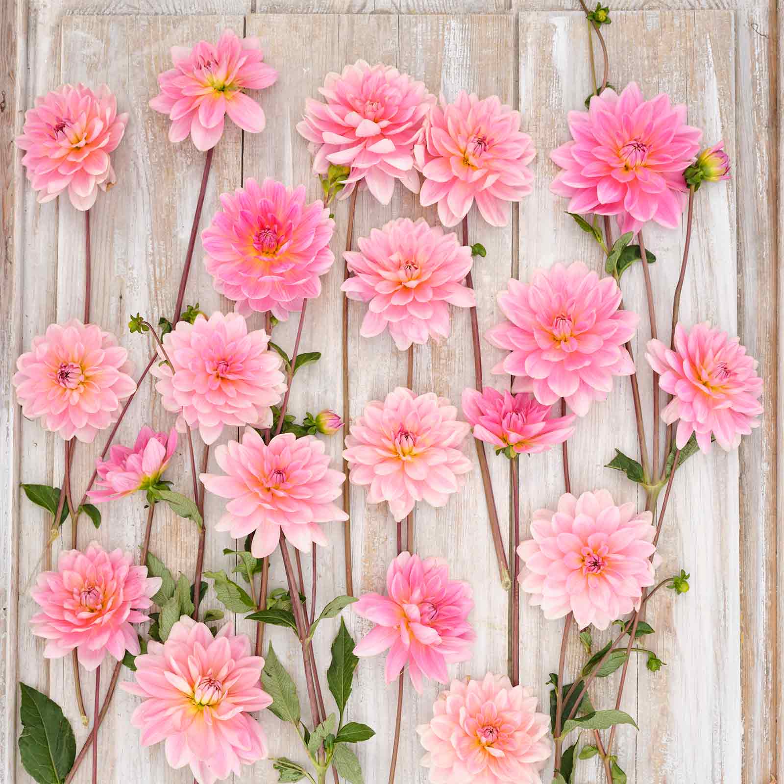 Dahlia Bulb (Decorative) - Gerrie Hoek | Dahlia Tubers | Eden Brothers