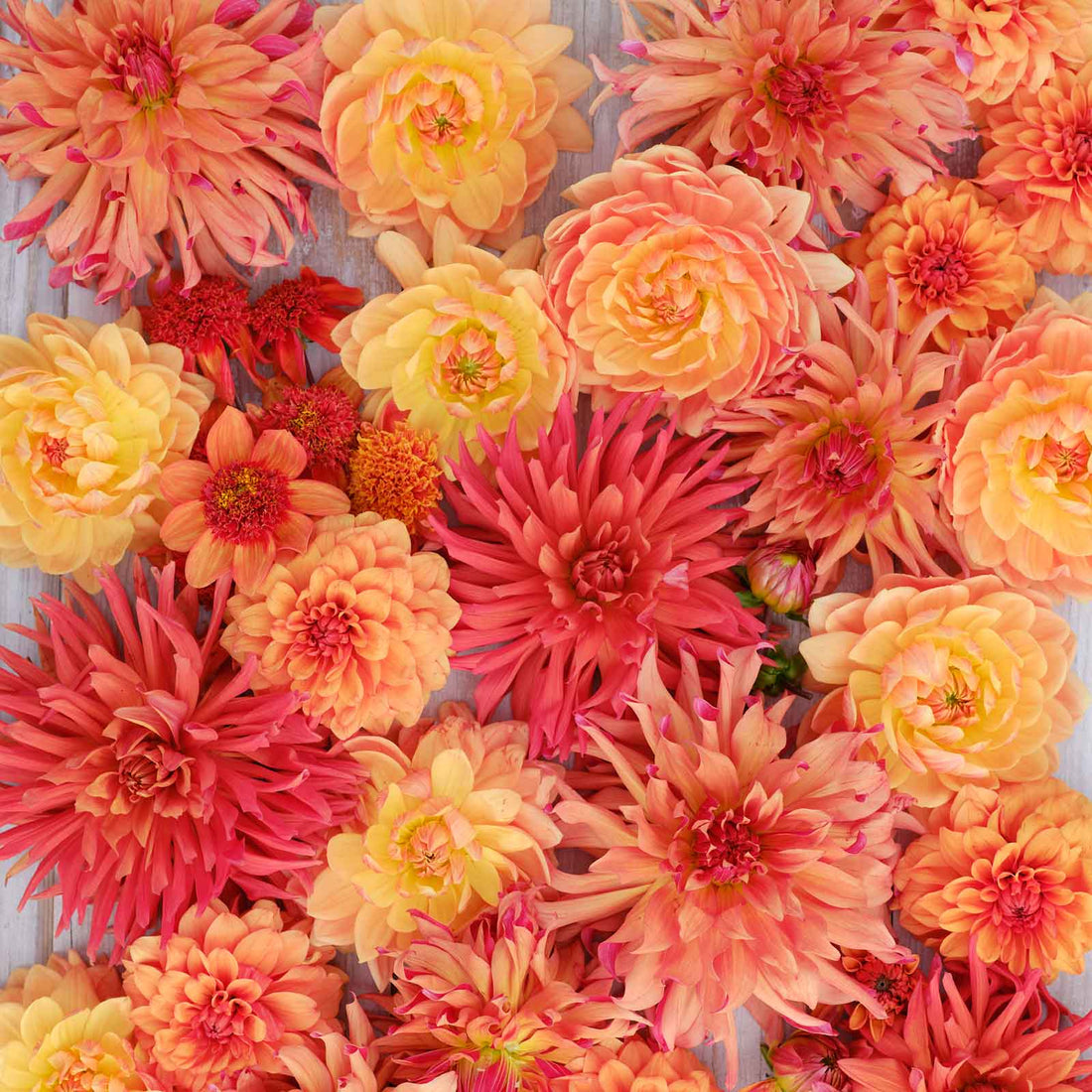 Dahlia Tubers - Ginger Spice Mix | Dahlia Bulbs | Eden Brothers