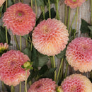 Dahlia Tubers (Ball) - Jowey Nicky | Dahlia Bulbs | Eden Brothers