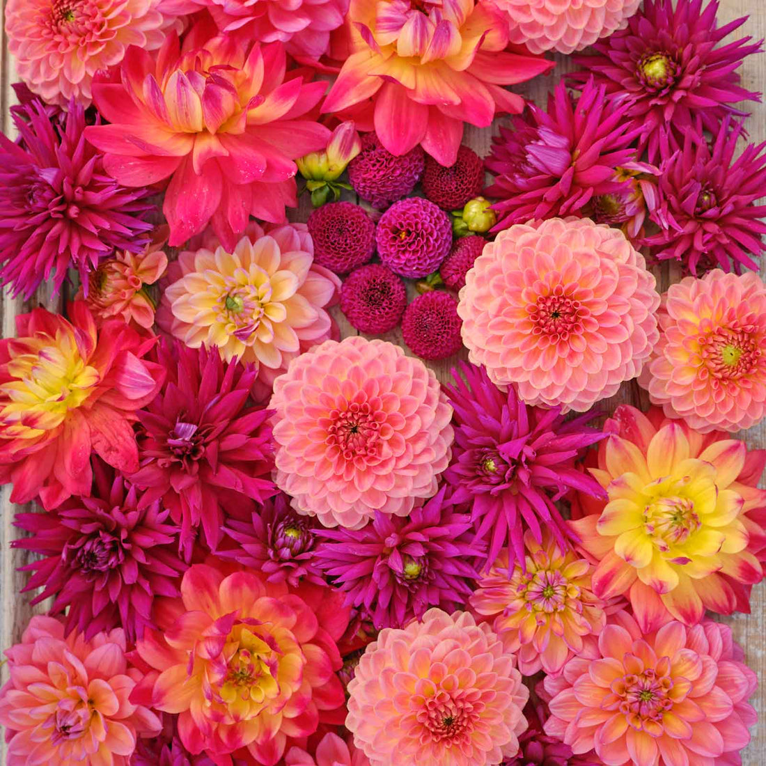 Dahlia Tubers - Juliette's Mix | Dahlia Bulbs | Eden Brothers