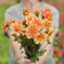 Dahlia Tubers (Collarette) - Kelsey Anne Joy | Dahlia Bulbs | Eden Brothers