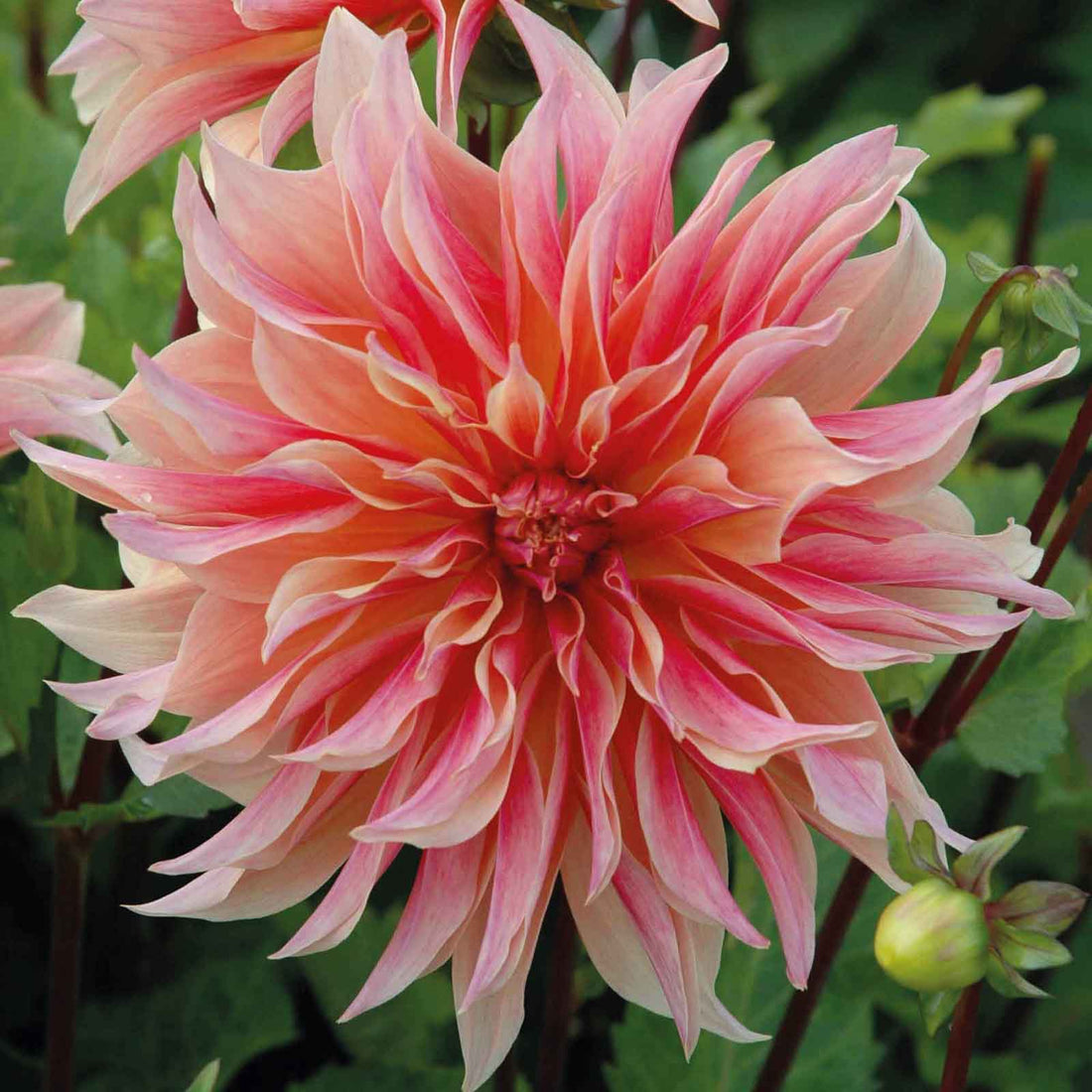 Dahlia Tubers (Decorative) - Labyrinth | Dahlia Bulbs | Eden Brothers