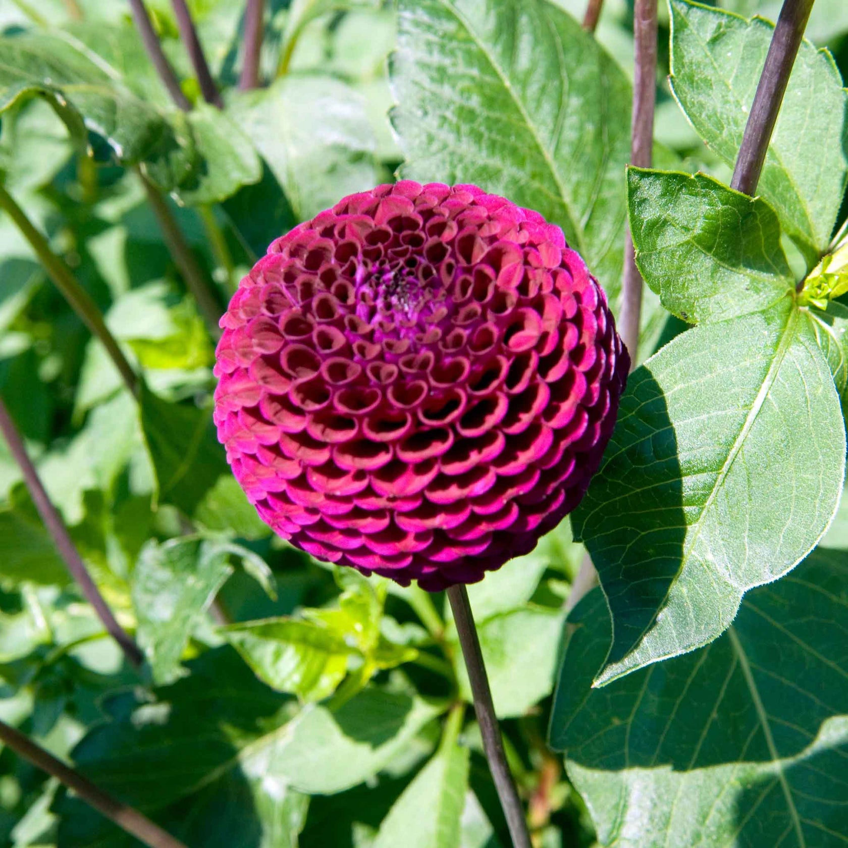 Dahlia Tubers - Moor Place | Dahlia Bulbs | Eden Brothers