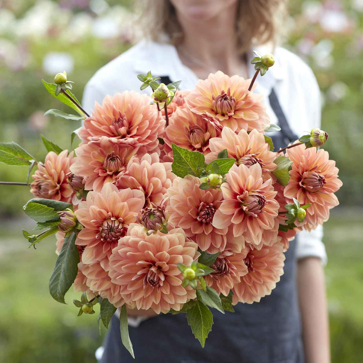 Dahlia Bulb - Nicholas | Dahlia Tubers | Eden Brothers