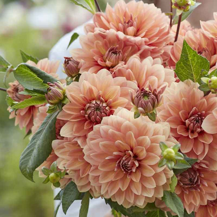 Dahlia Bulb - Nicholas | Dahlia Tubers | Eden Brothers