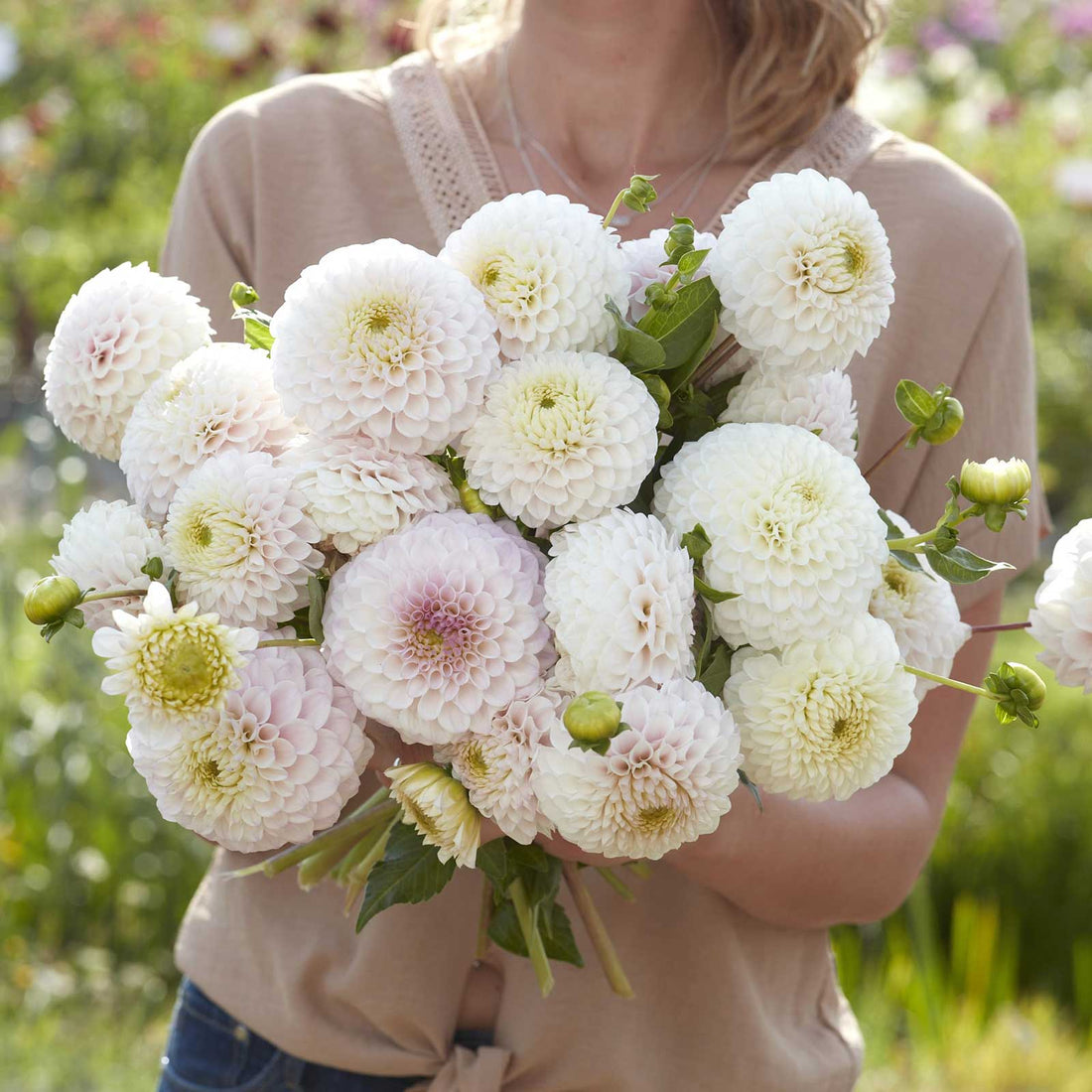 Dahlia Tubers (Ball) - Pink Pearl | Dahlia Bulbs | Eden Brothers