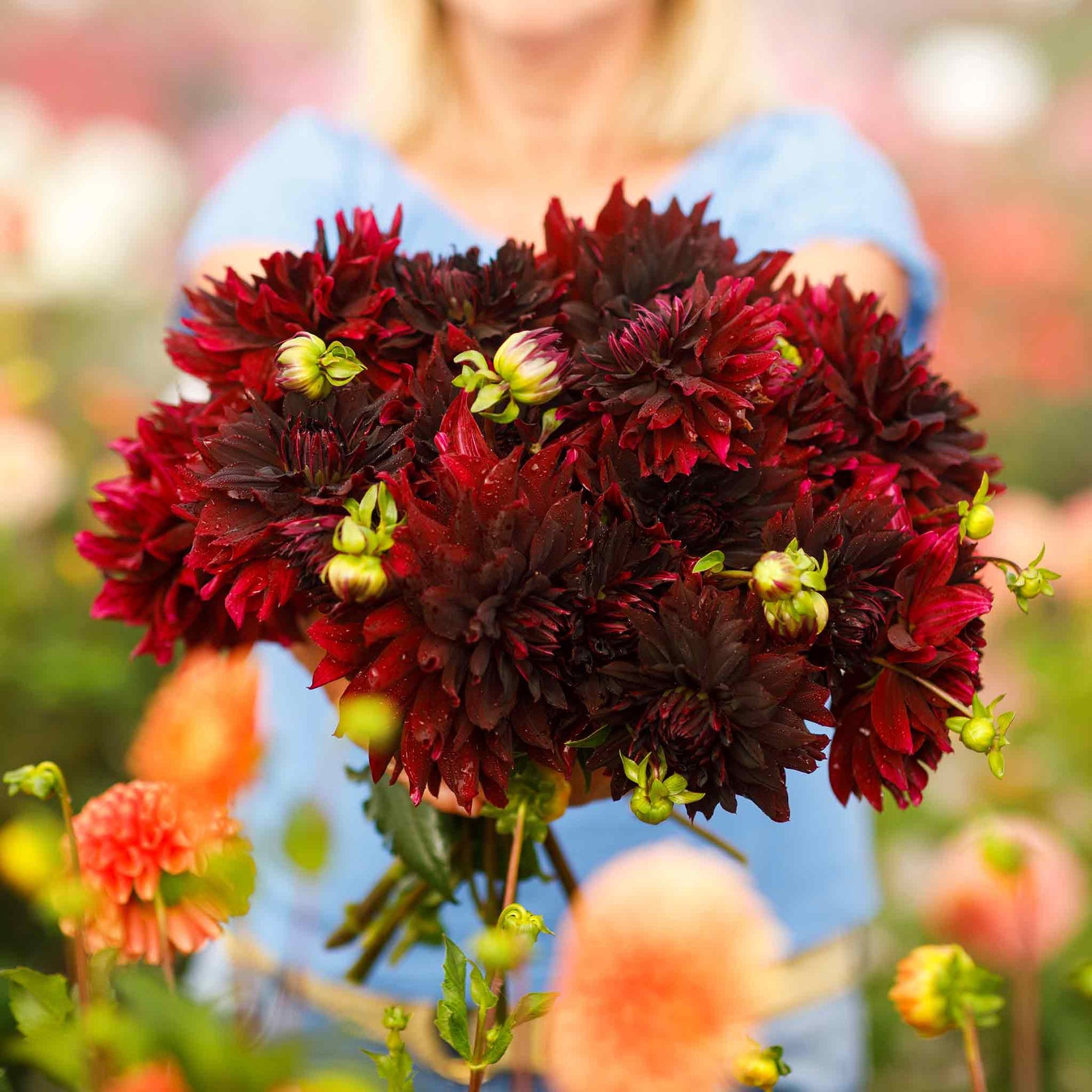 Dahlia Bulbs (Decorative) - Rip City | Dahlia Tubers | Eden Brothers