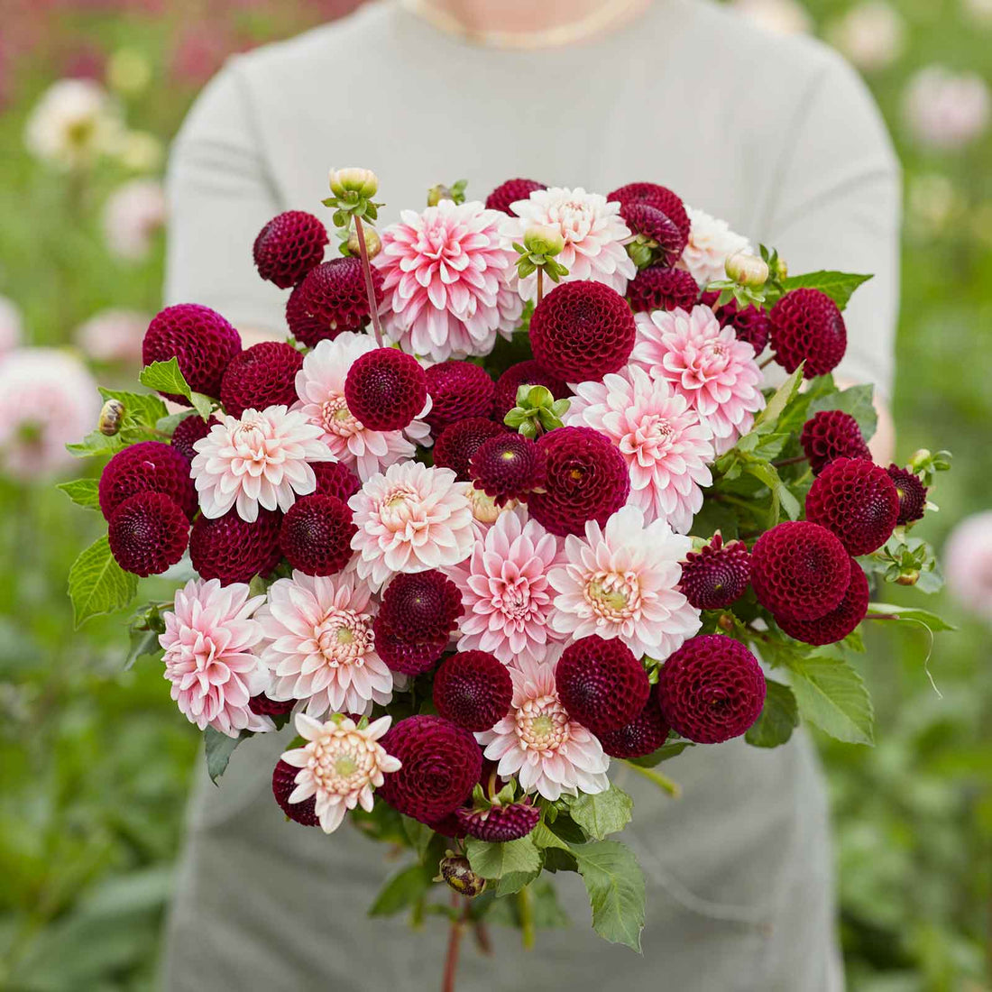 Dahlia Tubers - Scarlet Blush Duo | Dahlia Bulbs | Eden Brothers