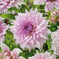 Dahlia Tubers (Dinnerplate) - Shiloh Noelle | Dahlia Bulbs | Eden Brothers