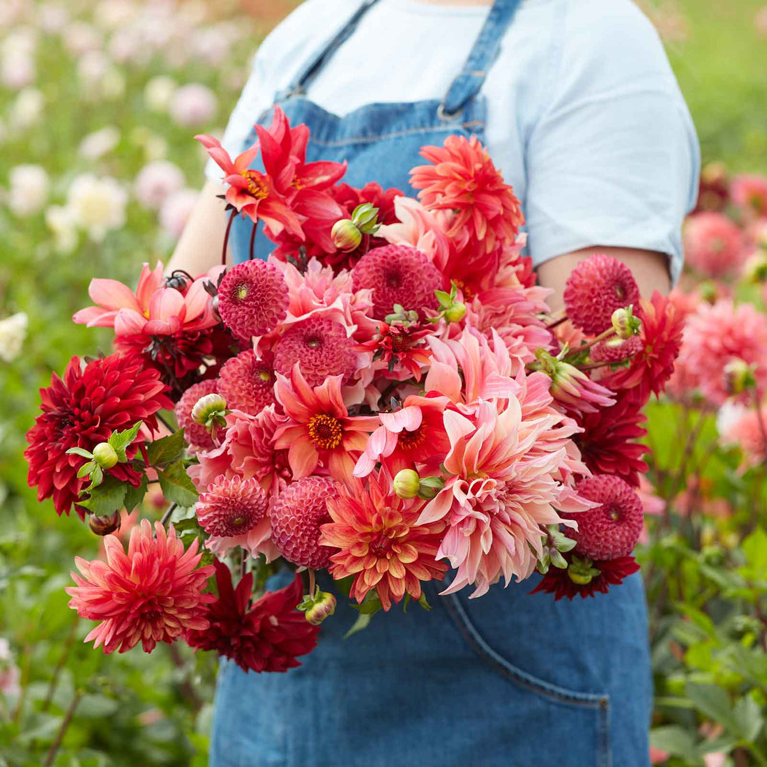 Dahlia Tubers - Strawberry Fields Mix | Dahlia Bulbs | Eden Brothers