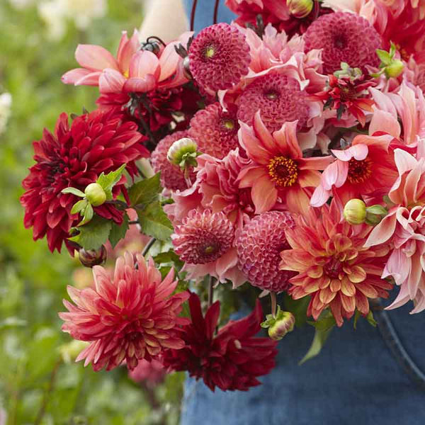 Dahlia Tubers - Strawberry Fields Mix | Dahlia Bulbs | Eden Brothers