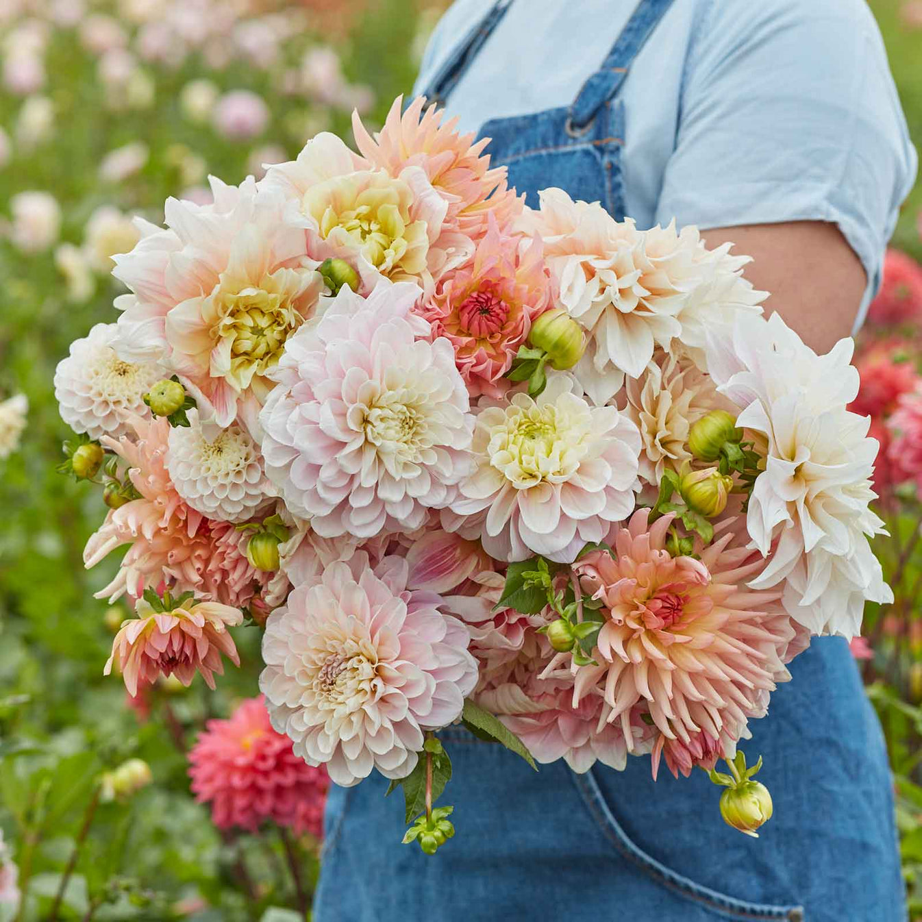 Dahlia Bulbs - Sweet Dreams Mix | Dahlia Tubers | Eden Brothers