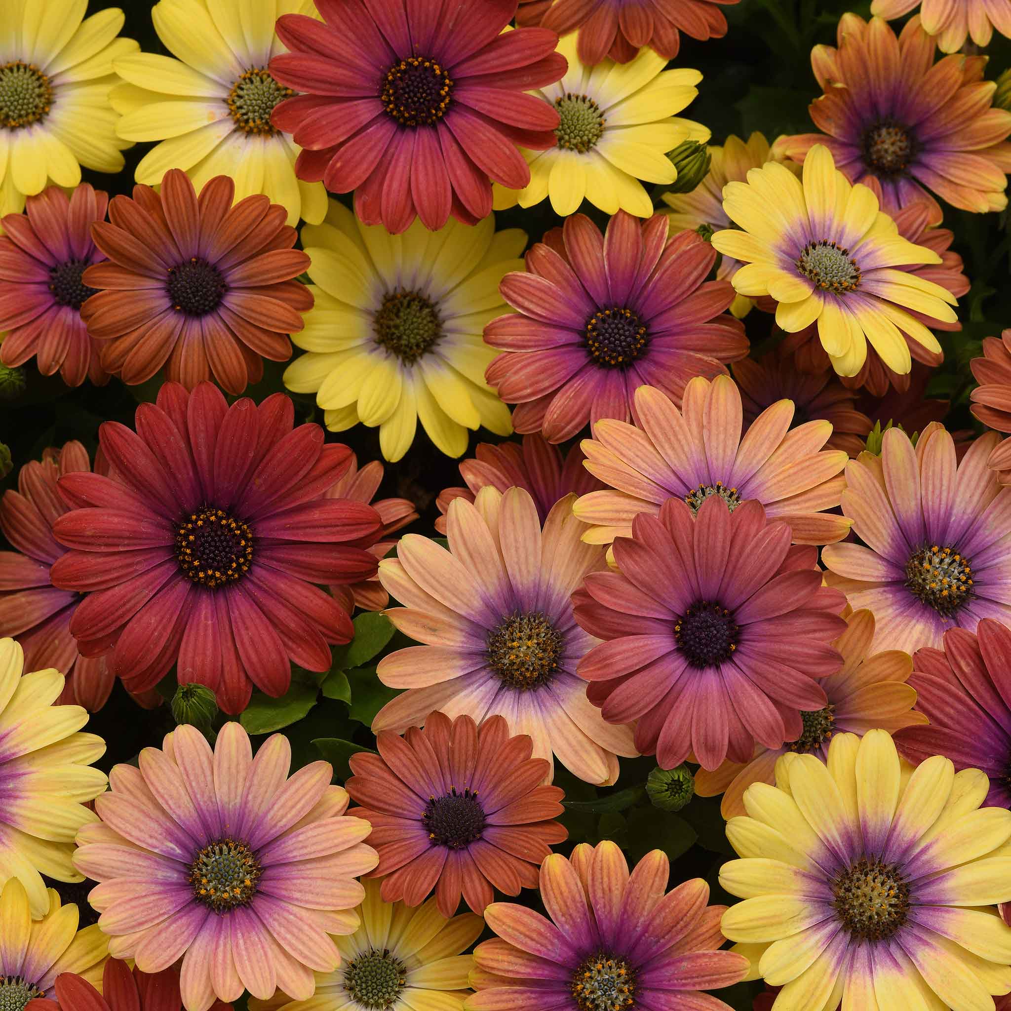 Cape Daisy Seeds - Akila Hawaii Sunset Mix | Flower Seeds in Packets ...