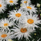 Daisy Seeds - Crazy Daisy | Flower Seeds in Packets & Bulk | Eden Brothers