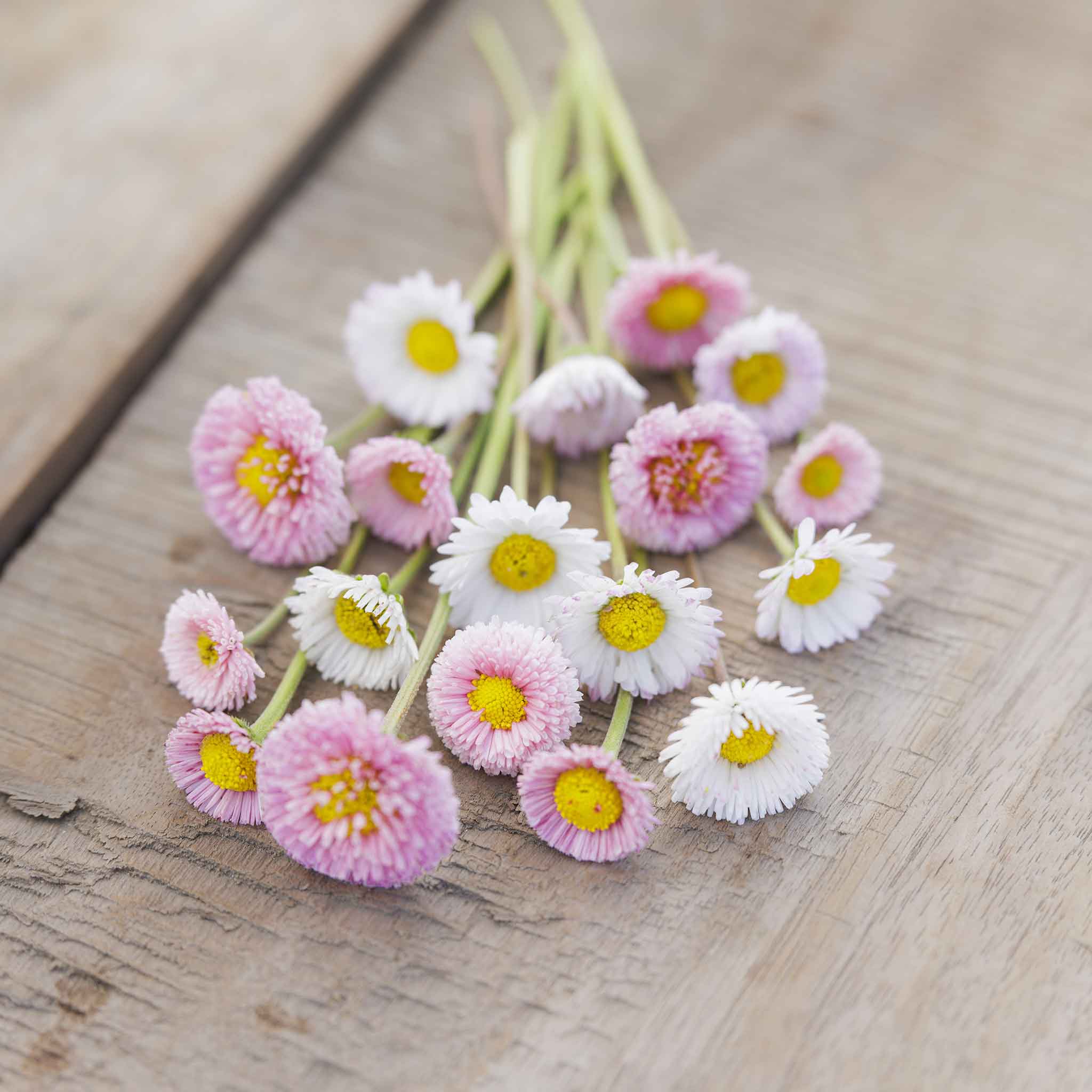 English Daisy Seeds - Pomponette Mix | Flower Seeds in Packets & Bulk ...