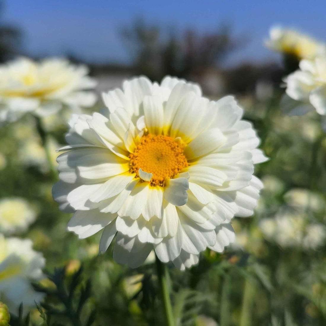 Daisy Seeds - Garland | Flower Seeds in Packets & Bulk | Eden Brothers