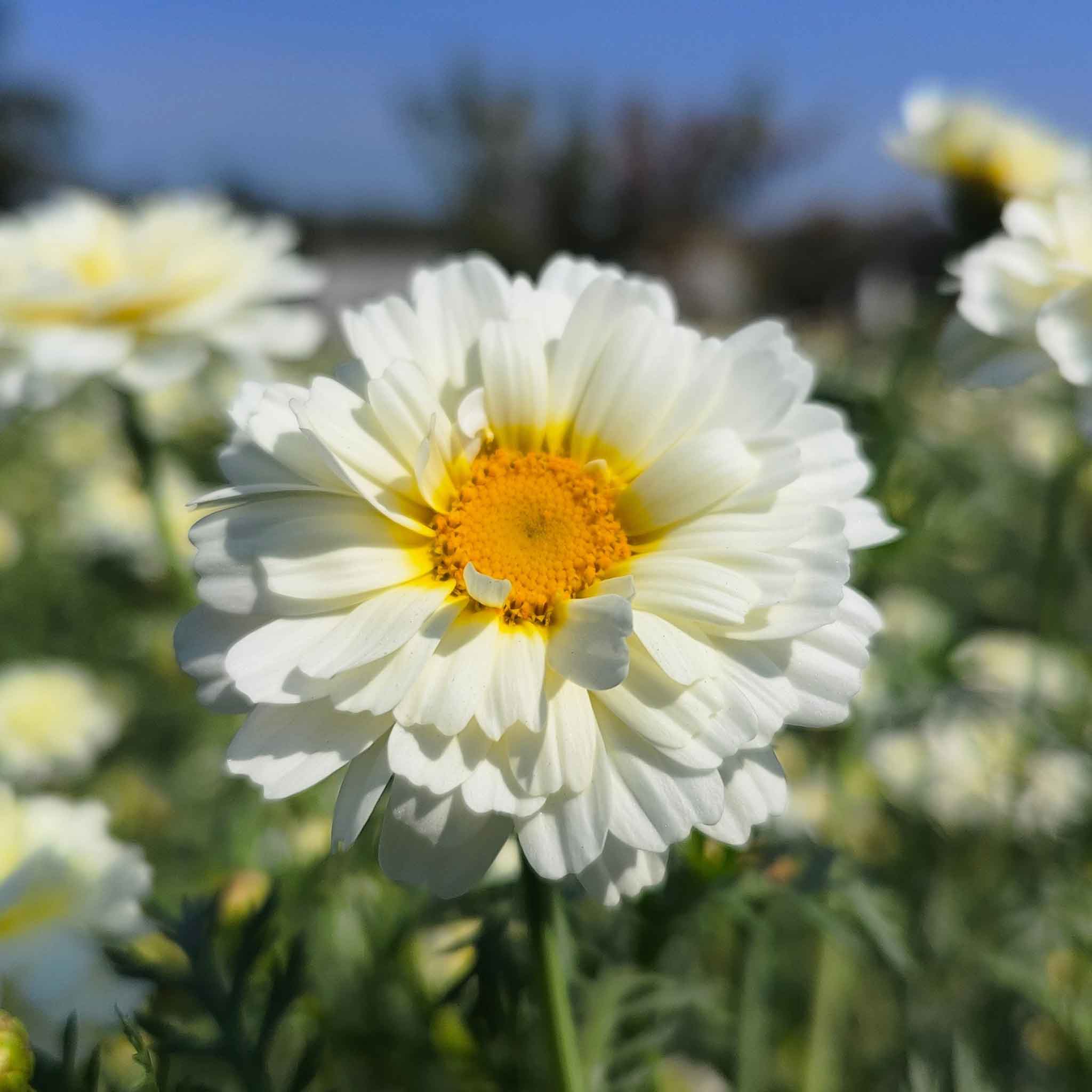 Daisy Seeds - Garland | Flower Seeds in Packets & Bulk | Eden Brothers