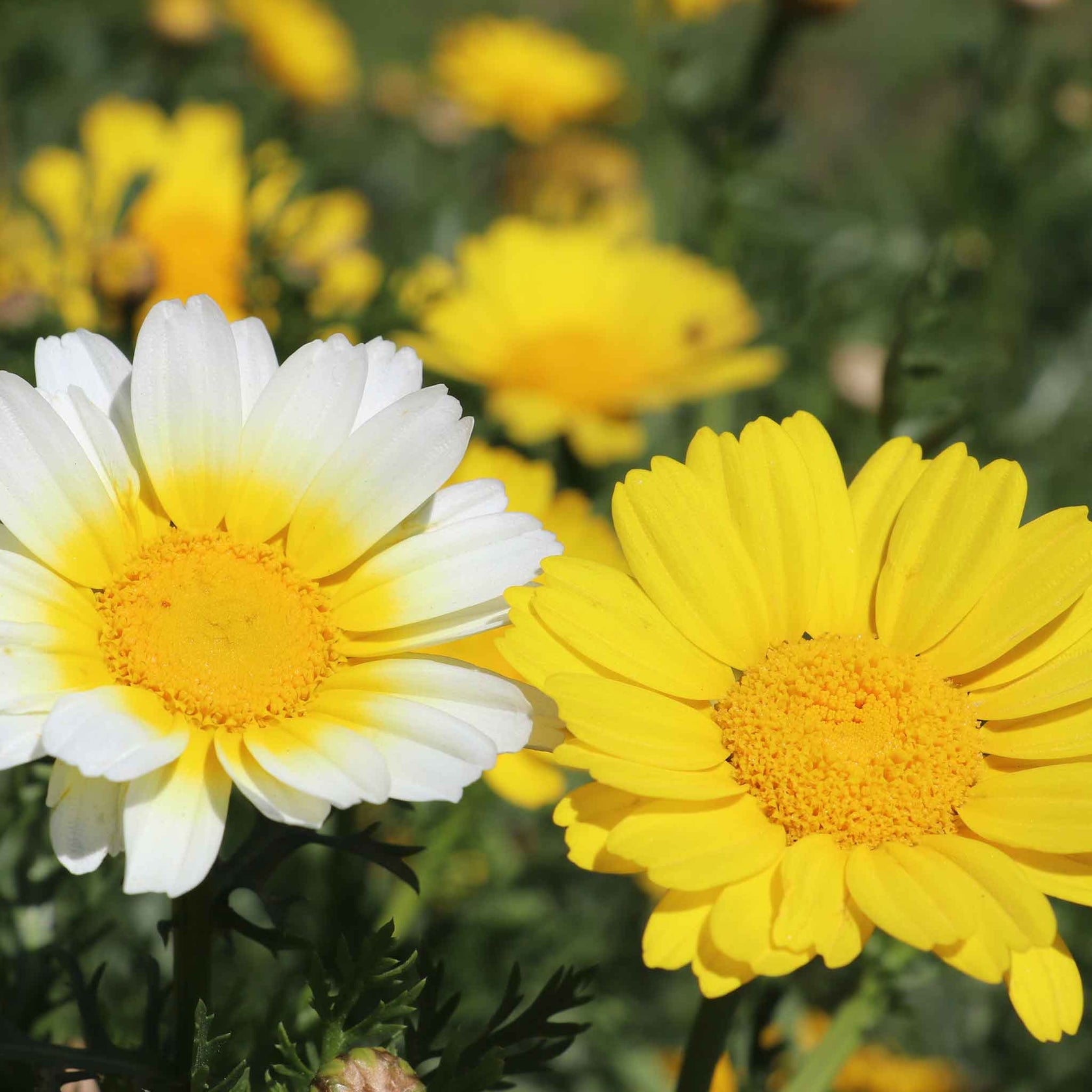 Daisy Seeds - Garland | Flower Seeds in Packets & Bulk | Eden Brothers