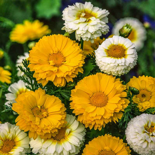 Daisy Seeds - Garland | Flower Seeds in Packets & Bulk | Eden Brothers
