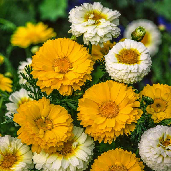 Daisy Seeds - Garland | Flower Seeds in Packets & Bulk | Eden Brothers
