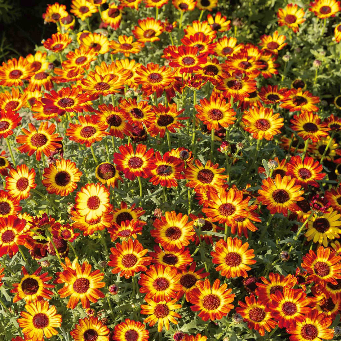 Daisy Seeds - German Flag | Flower Seeds in Packets & Bulk | Eden Brothers