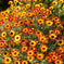 Daisy Seeds - German Flag | Flower Seeds in Packets & Bulk | Eden Brothers