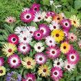 Daisy Seeds - Livingstone Mix | Flower Seeds in Packets & Bulk | Eden ...