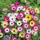 Daisy Seeds - Livingstone Mix | Flower Seeds in Packets & Bulk | Eden ...