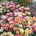 Daisy Seeds - Livingstone Pastel Mix | Flower Seeds in Packets & Bulk ...