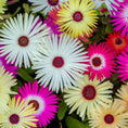 Daisy Seeds - Livingstone Mix | Flower Seeds in Packets & Bulk | Eden ...