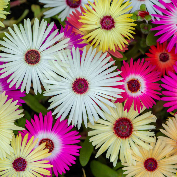 Daisy Seeds - Livingstone Mix | Flower Seeds in Packets & Bulk | Eden ...
