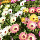 Daisy Seeds - Livingstone Pastel Mix | Flower Seeds in Packets & Bulk ...