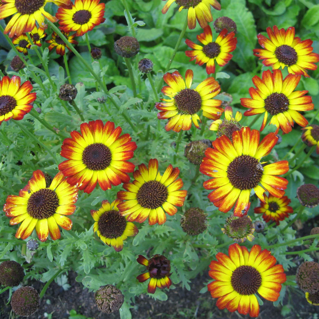 Daisy Seeds - German Flag | Flower Seeds in Packets & Bulk | Eden Brothers