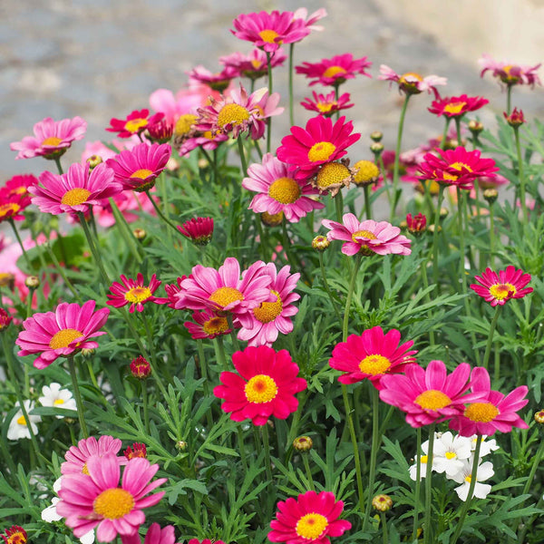 Daisy Seeds - Robinsons Giant Mix | Flower Seeds in Packets & Bulk ...
