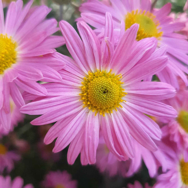 Daisy Seeds - Robinsons Giant Mix | Flower Seeds in Packets & Bulk ...