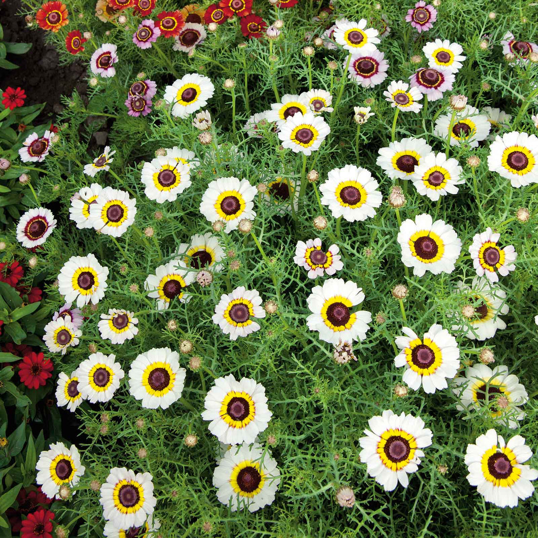 Daisy Seeds - Polar Star | Flower Seeds in Packets & Bulk | Eden Brothers