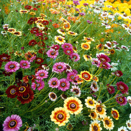 Daisy Seeds - Painted | Flower Seeds in Packets & Bulk | Eden Brothers
