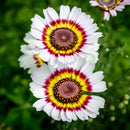 Daisy Seeds - Painted | Flower Seeds in Packets & Bulk | Eden Brothers