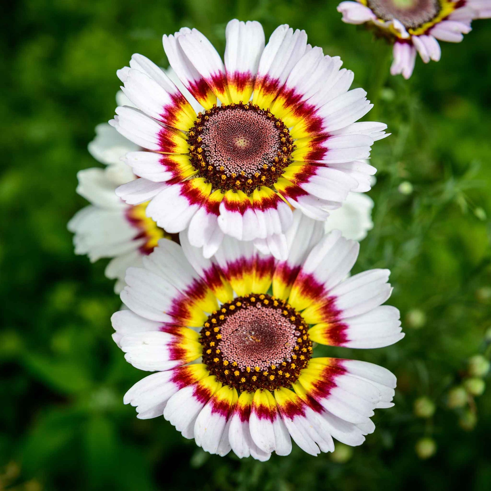Daisy Seeds - Painted | Flower Seeds in Packets & Bulk | Eden Brothers