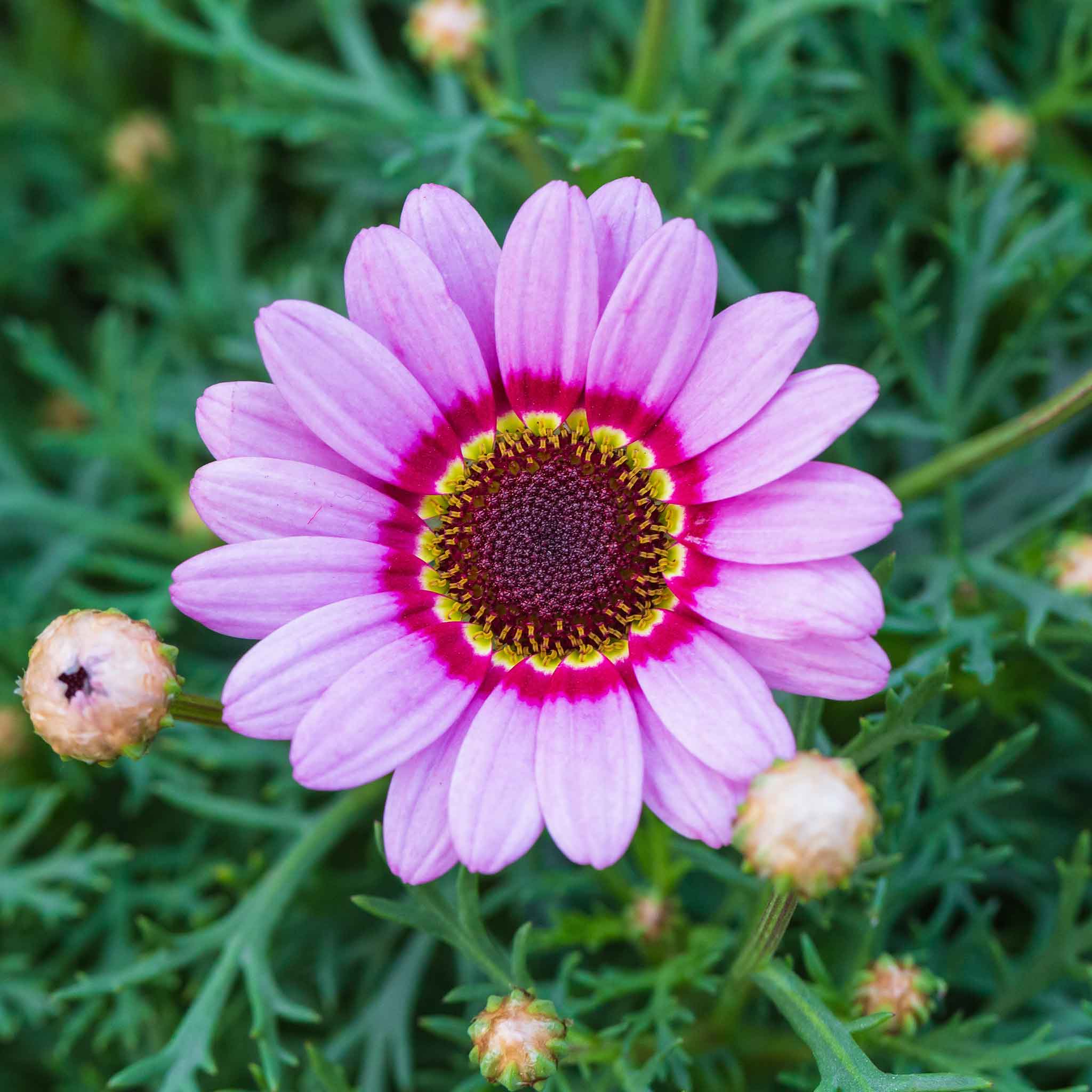 Daisy Seeds - Painted | Flower Seeds in Packets & Bulk | Eden Brothers