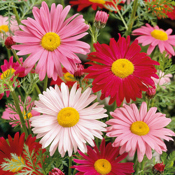Daisy Seeds - Robinsons Giant Mix | Flower Seeds in Packets & Bulk ...